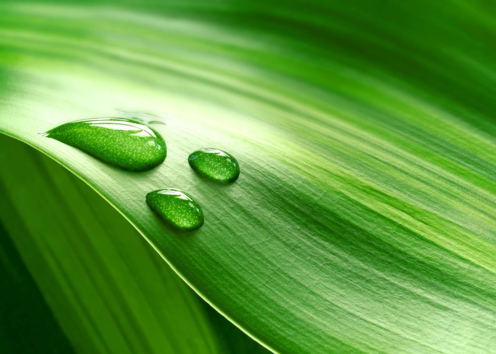 Delbon | Natural Adjuvants